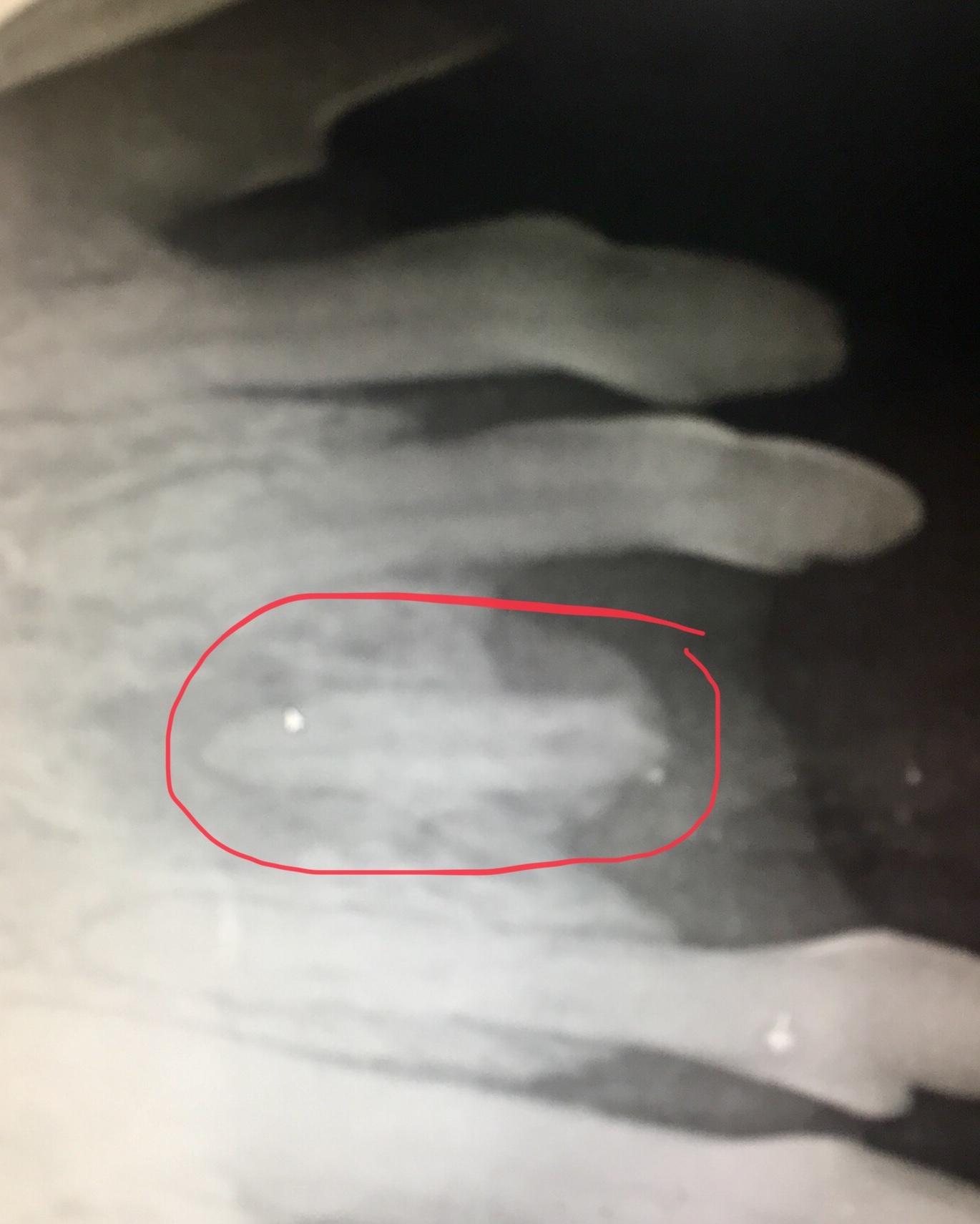 A good reason to X-ray missing teeth – Pet DENTISTRY