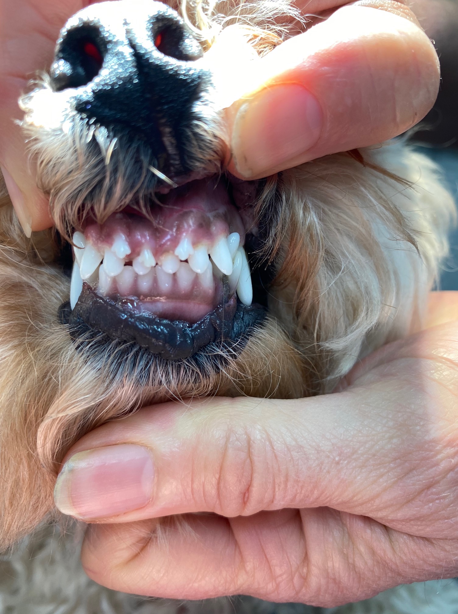 Retained deciduous teeth should be removed ASAP – Pet DENTISTRY
