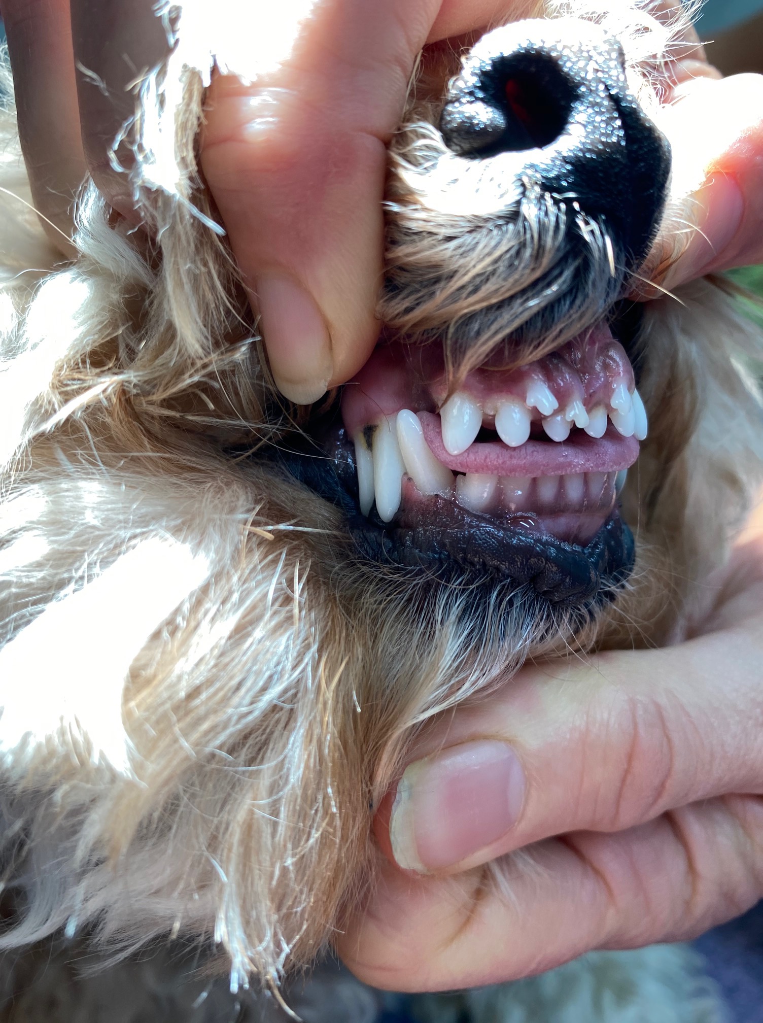 Retained deciduous teeth should be removed ASAP – Pet DENTISTRY