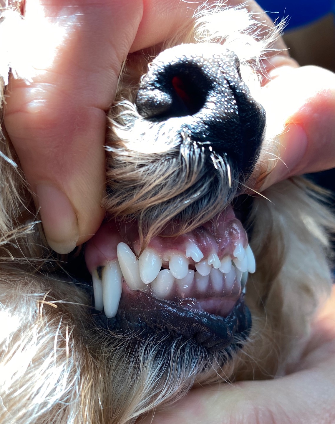 Retained deciduous teeth should be removed ASAP – Pet DENTISTRY