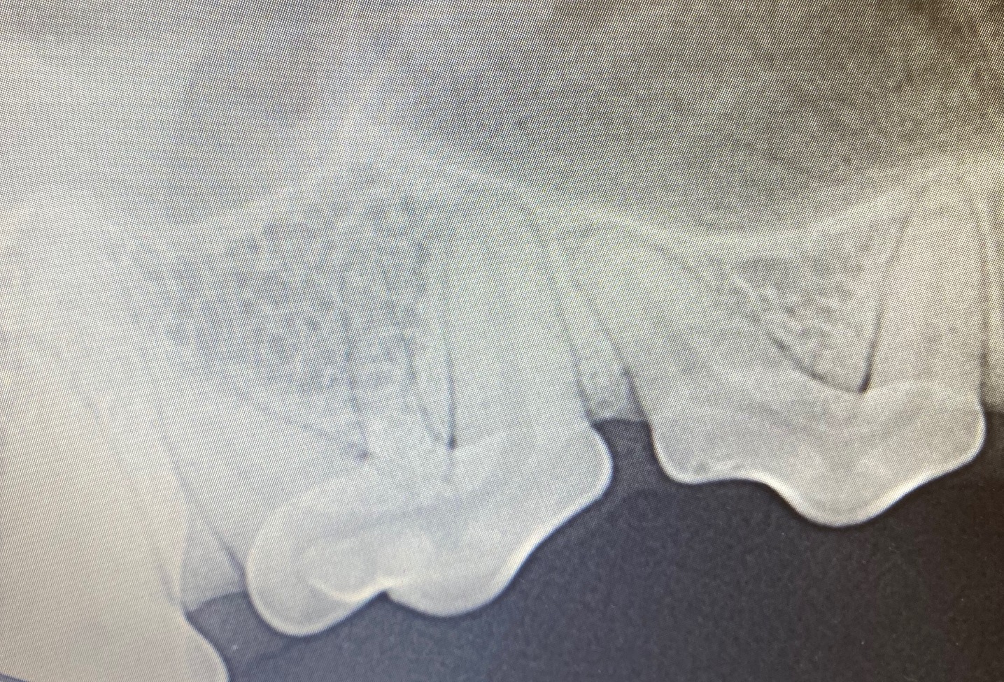 An album with photos of abnormal dentition – Pet DENTISTRY