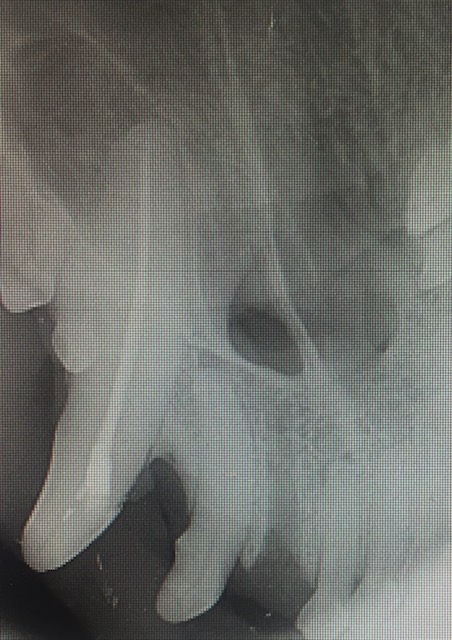 Canine teeth – extraction or root canal? – Pet DENTISTRY